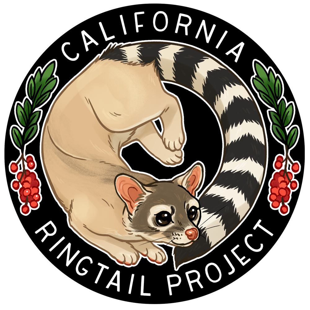 The California Ringtail Project