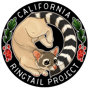 Fast Facts | Intriguing Insights — The California Ringtail Project