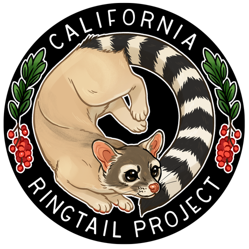 The California Ringtail Project