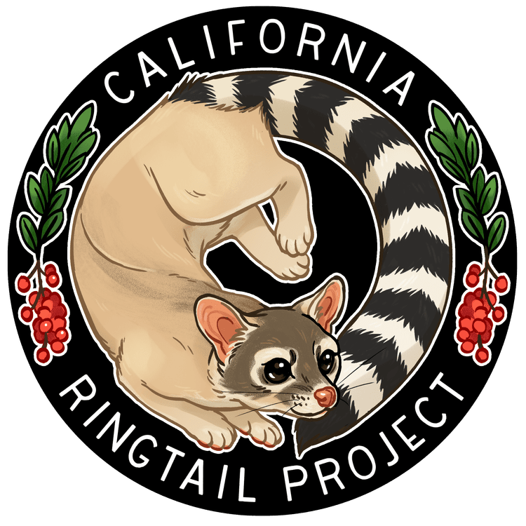 Fast Facts | Intriguing Insights — The California Ringtail Project
