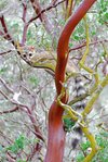 Fast Facts | Intriguing Insights — The California Ringtail Project