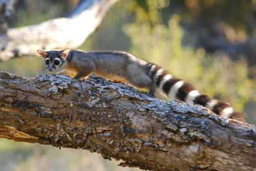 The California Ringtail Project