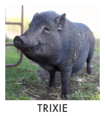 Meet Our Animals — Ruby Ranch Pig and Farm Animal Sanctuary
