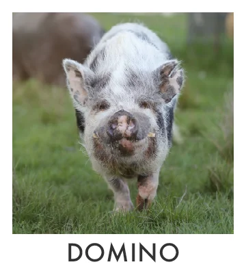 Meet Our Animals — Ruby Ranch Pig and Farm Animal Sanctuary