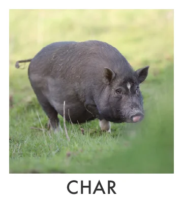 Meet Our Animals — Ruby Ranch Pig and Farm Animal Sanctuary