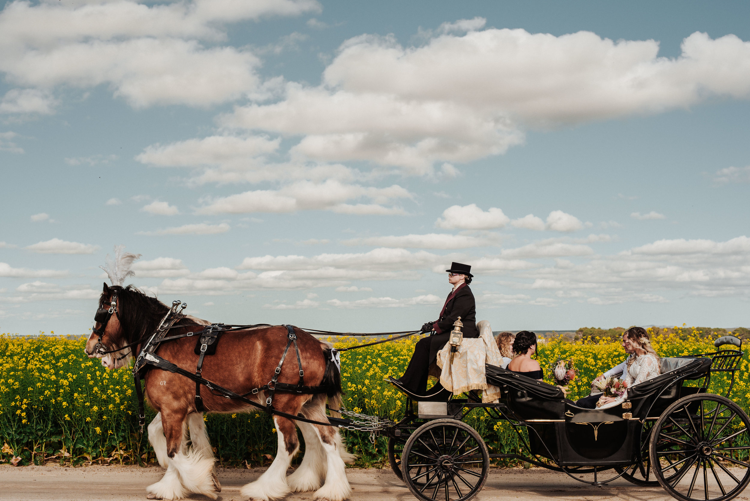Wagons & Carriages — Colonial Clydesdales & Carriages