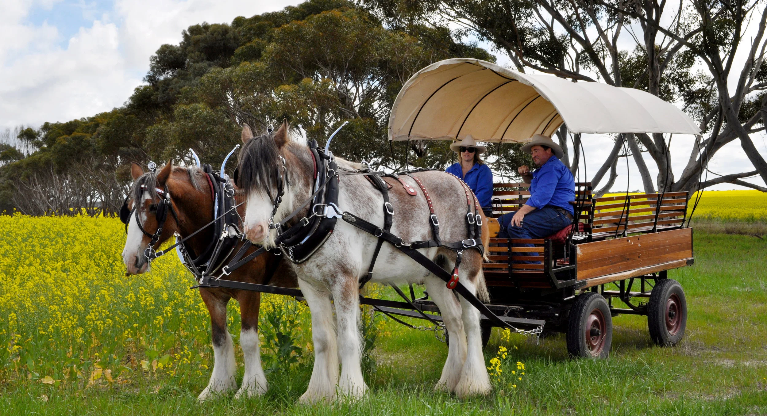 Wagons & Carriages — Colonial Clydesdales & Carriages