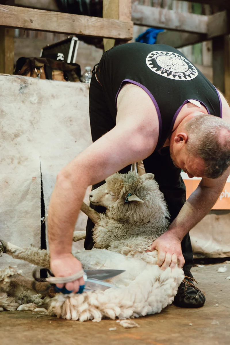Benefits of Blade Shearing — Fernhill Fibre