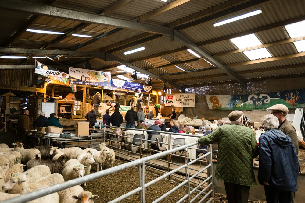 Benefits of Blade Shearing — Fernhill Fibre