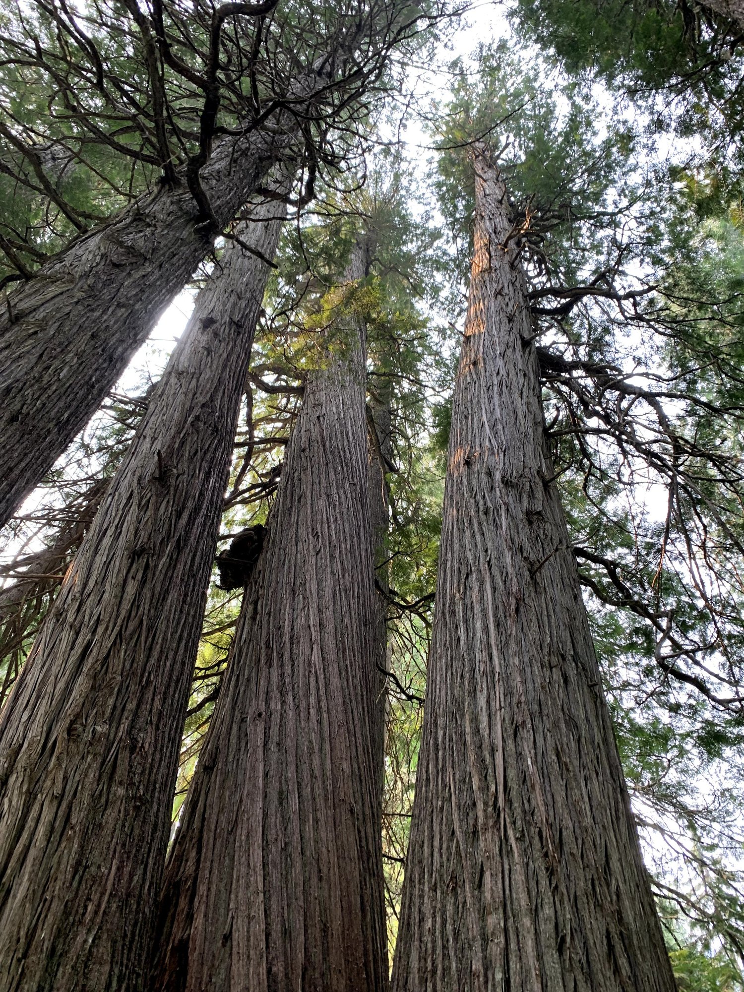 Species Highlight: Western Red Cedar (thuja plicata) — Great Burn ...