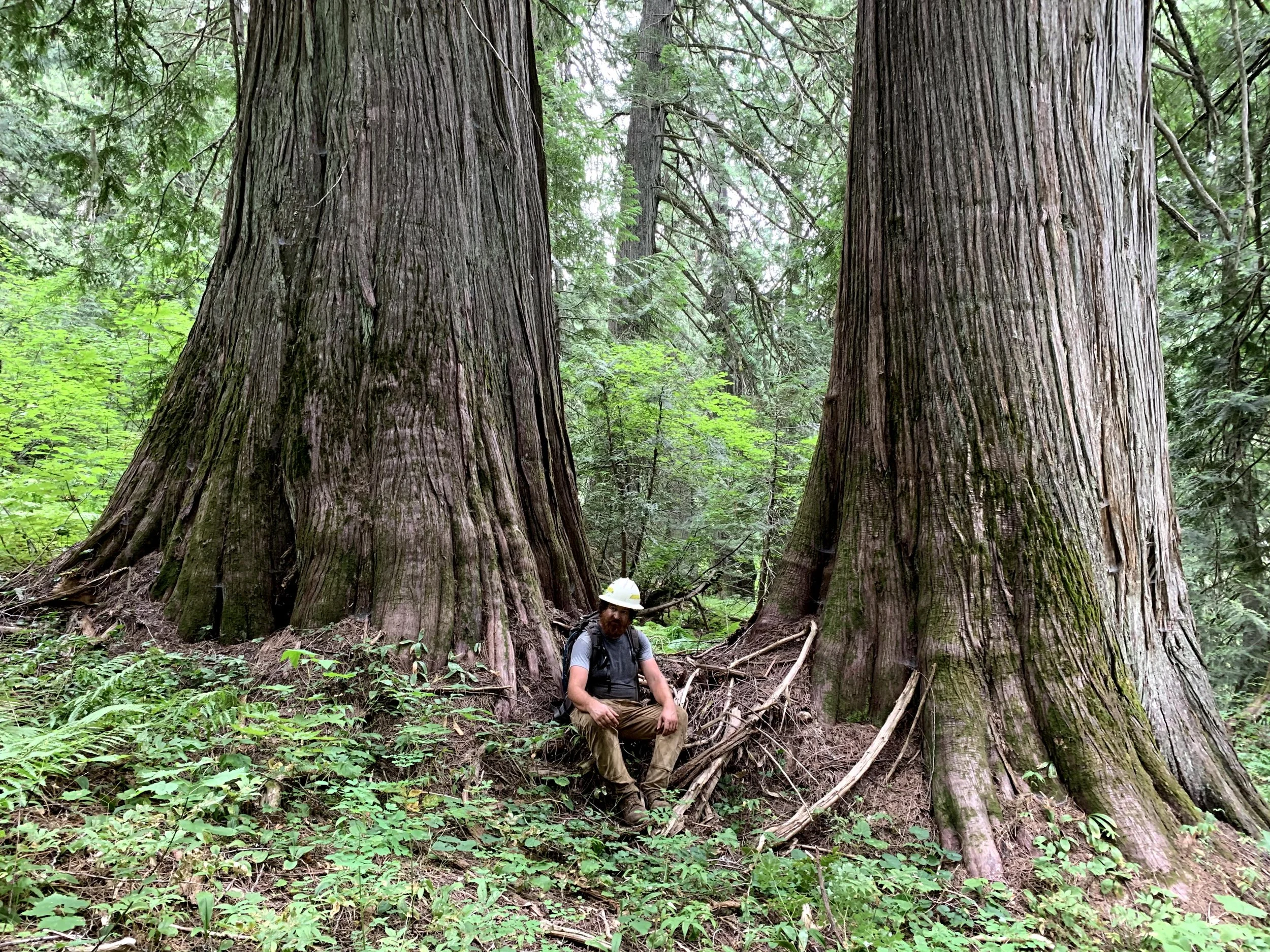Species Highlight: Western Red Cedar (thuja plicata) — Great Burn ...