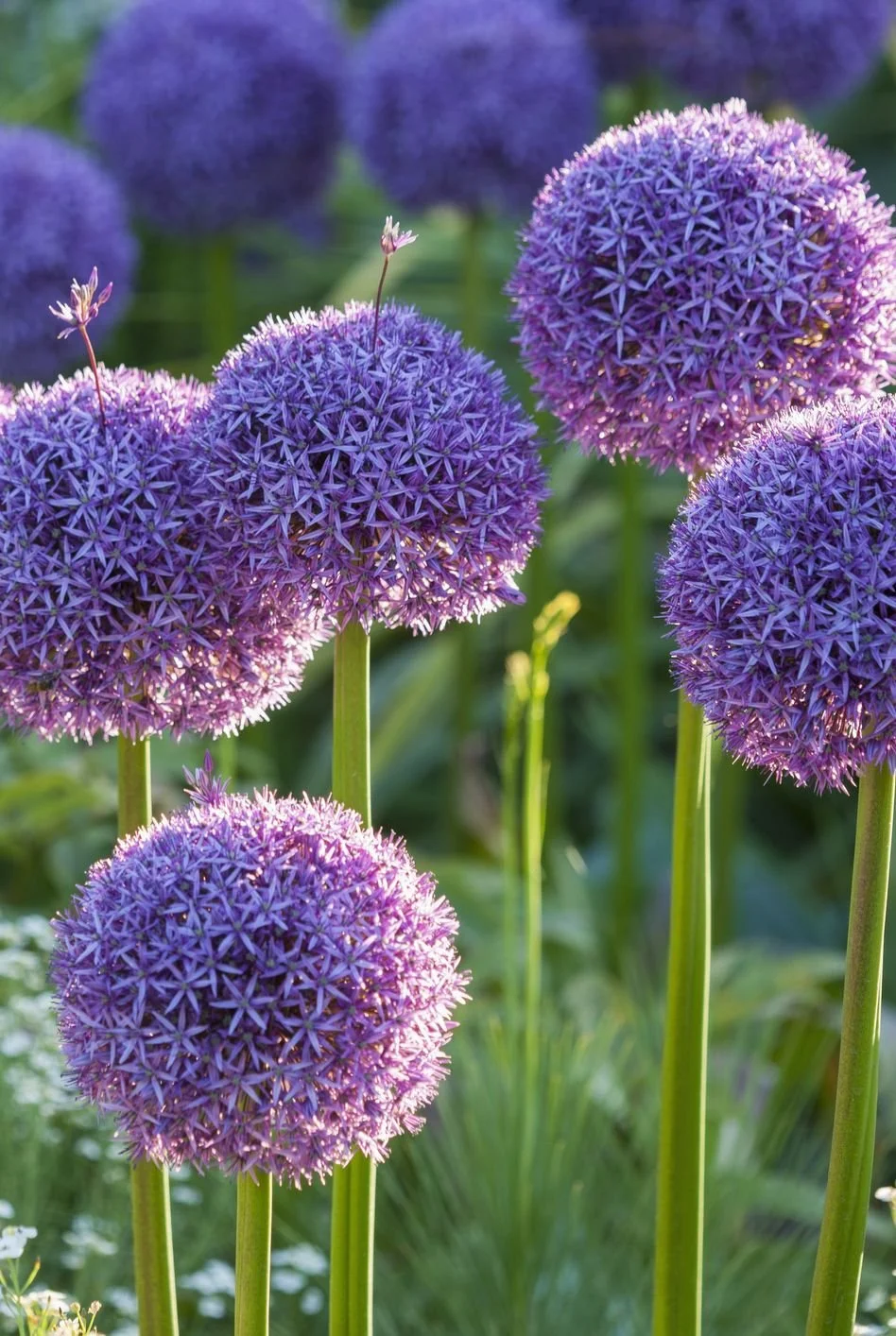 Obituaries 2024 — Corkhill & Callow | Funeral Directors Isle of Man