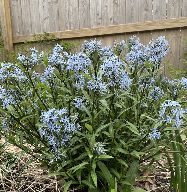 My 3 Favorite Types of Amsonia — Blooms to Bees