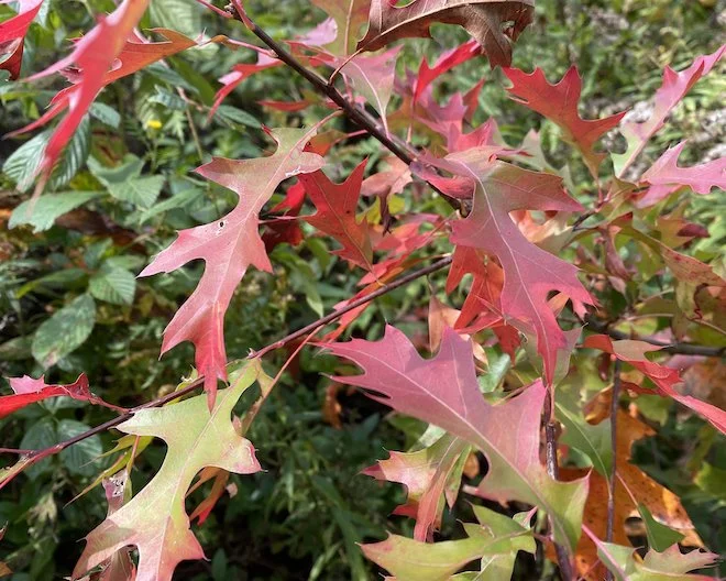 The Mighty Pin Oak — Blooms to Bees