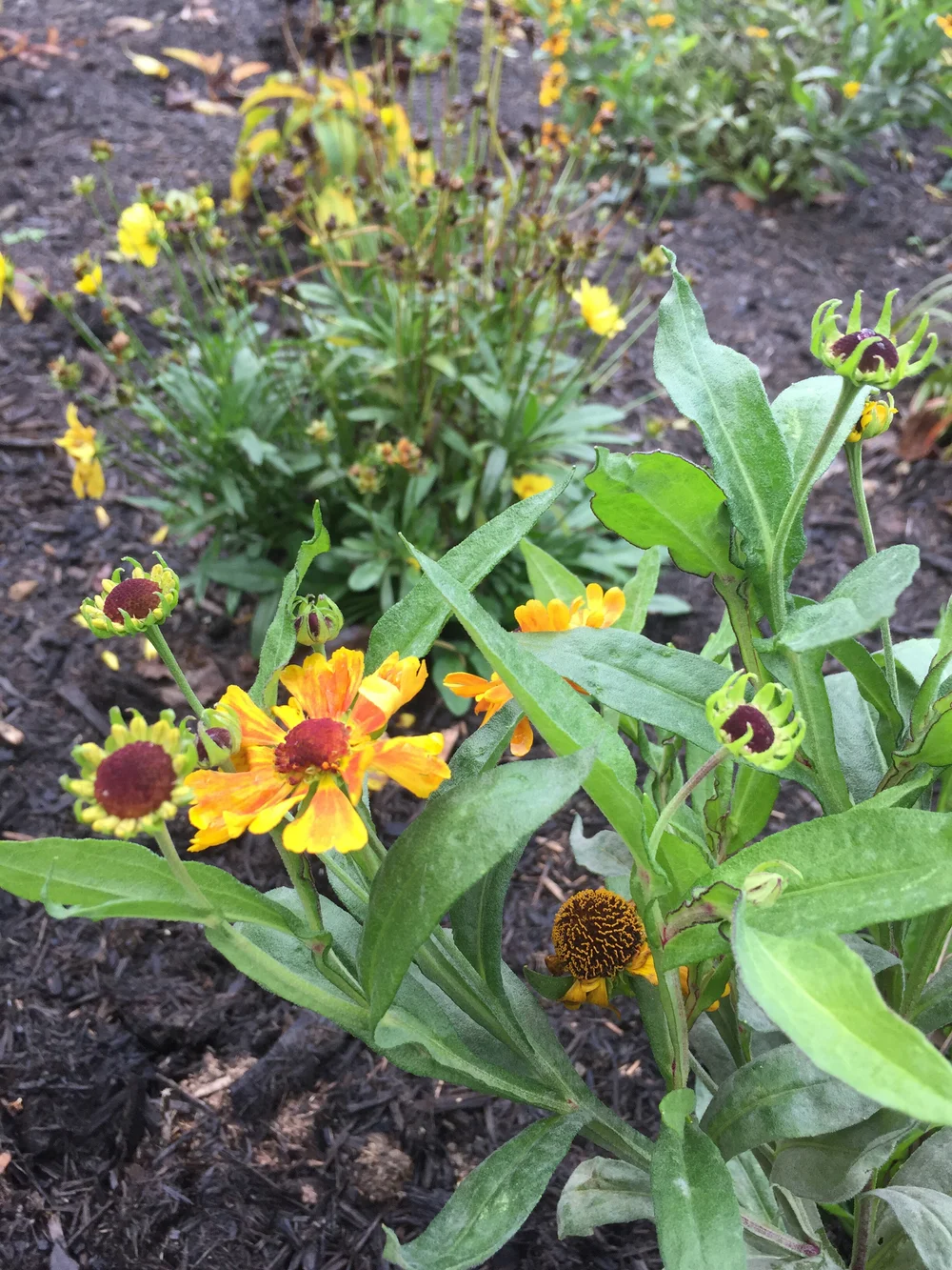 Blooms to Bees - Native garden design in Pittsburgh, PA