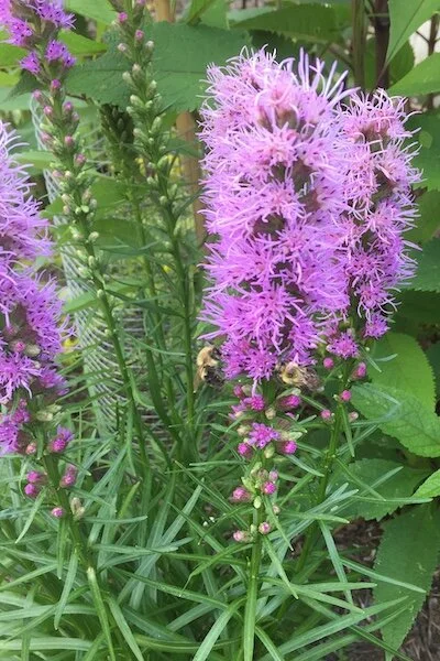 Liatris: A Great Native Plant for Pollinator Gardens — Blooms to Bees