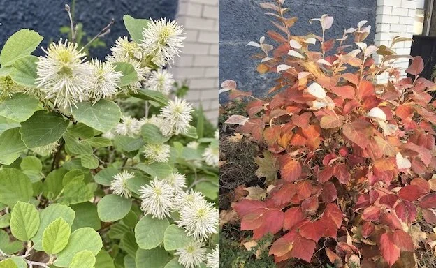 Fothergilla: A Great Native Shrub for Spring and Fall Color — Blooms to ...