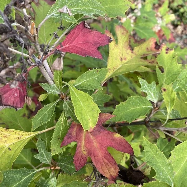 Native Plants with Fall Foliage: Oakleaf Hydrangea, Amsonia, and ...