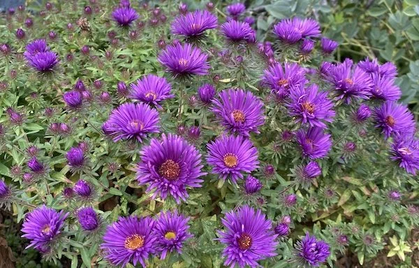 Perennial asters for fall blooms — Blooms to Bees