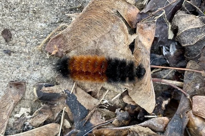 Beneficial Insect: The Woolly Bear Caterpillar and Isabella Tiger Moth ...