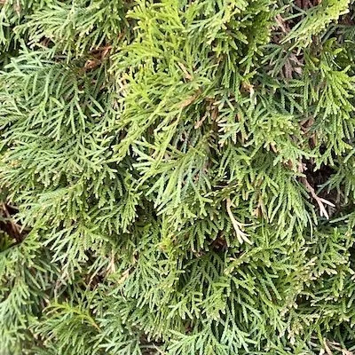 Ubiquitous Native Arborvitae — Blooms to Bees
