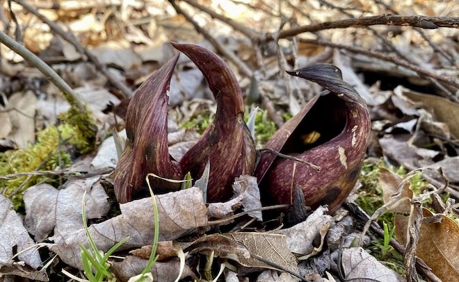 A Skunk Cabbage Patch — Blooms to Bees