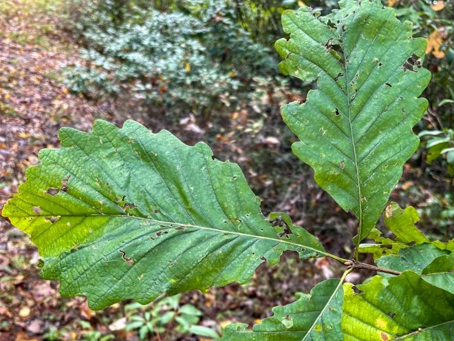 A Tale of Two Chestnut Oaks — Blooms to Bees