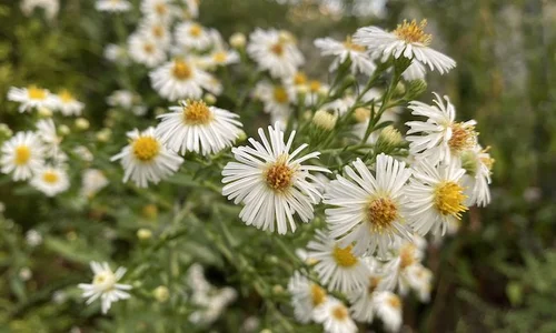 3 Volunteer White-Flowered Asters — Blooms to Bees