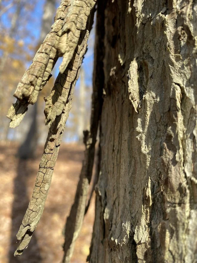 Shagbark Hickory: A Standout Winter Tree — Blooms to Bees