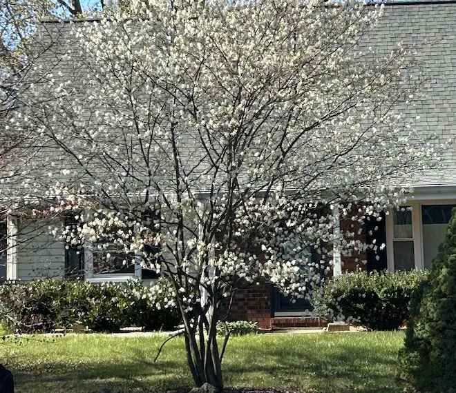 Amelanchier, a Tree with Many Names — Blooms to Bees