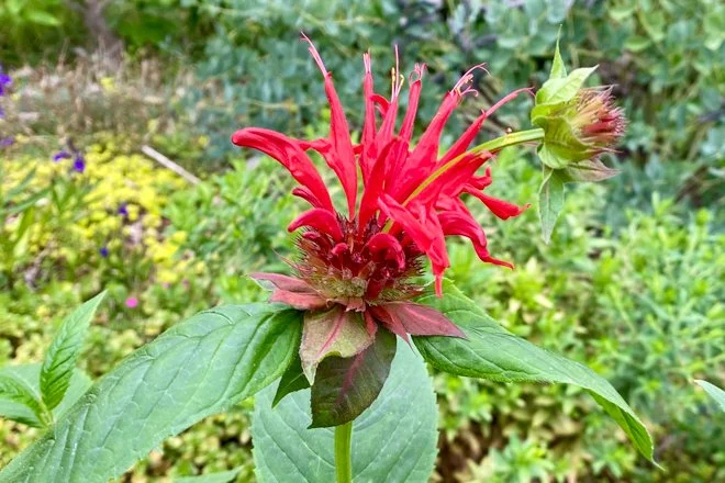 Red Native Flowers for Hummingbirds — Blooms to Bees