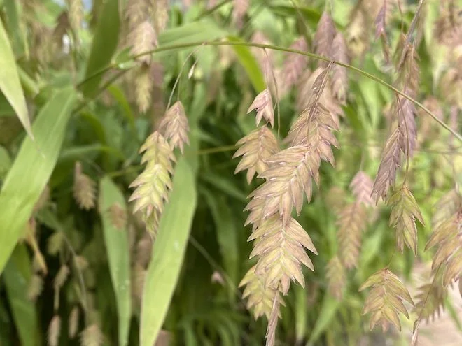 River Oats, a Native Grass for Shade — Blooms to Bees