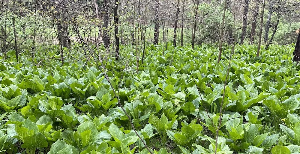 A Skunk Cabbage Patch — Blooms to Bees