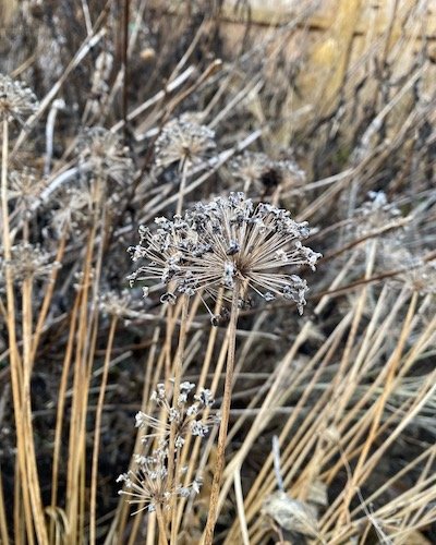 Allium 'Millenium' for Pollinator Gardens — Blooms to Bees