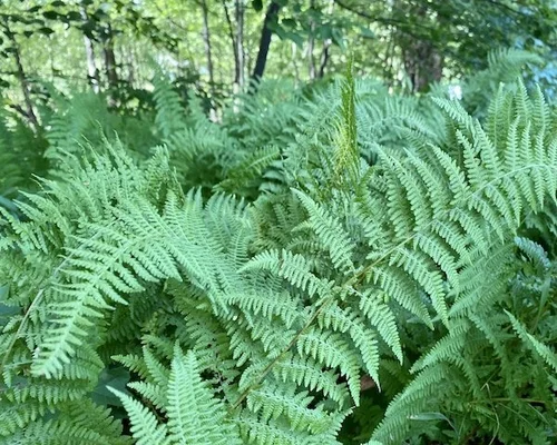 A Troubling Native Fern for Troublesome Spots — Blooms to Bees