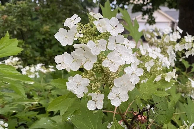 Which hydrangeas are native to the United States? — Blooms to Bees