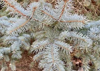 Native Spruce for the Northeast — Blooms to Bees