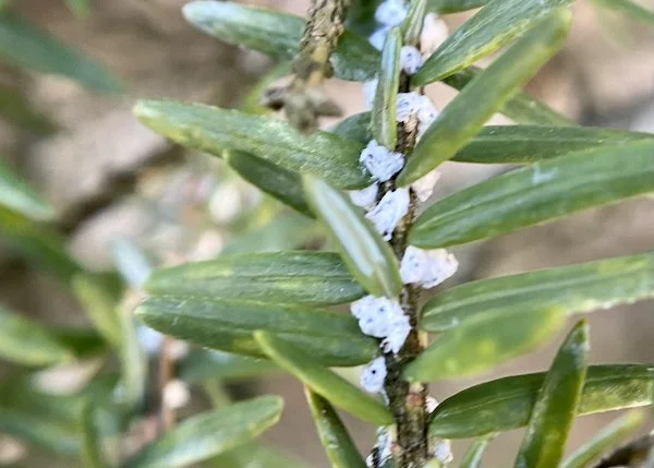 The Plight of the Eastern Hemlock — Blooms to Bees