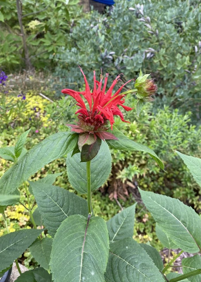 Bee balm, beloved by bees and hummingbirds — Blooms to Bees