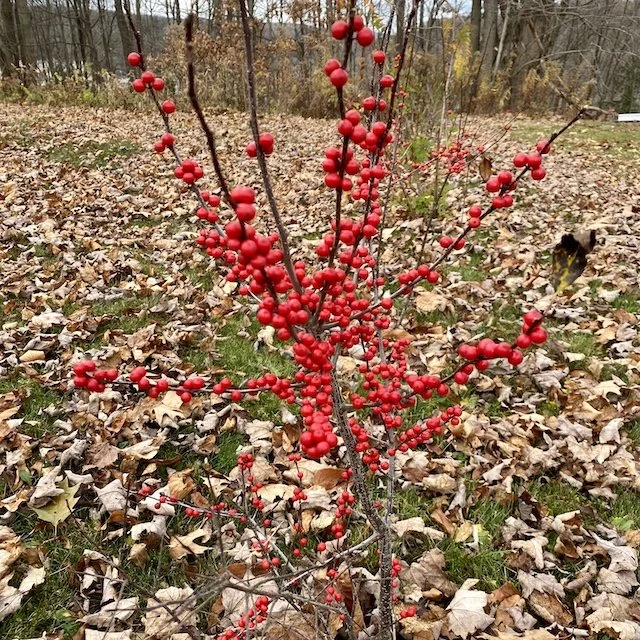Winterberry Holly, an Off-Season Wonder — Blooms to Bees