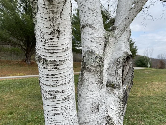 Winter Is for Birches — Blooms to Bees