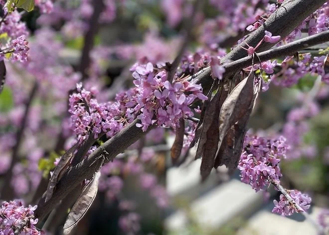 Redbud Trees, an Early Spring Indicator — Blooms to Bees