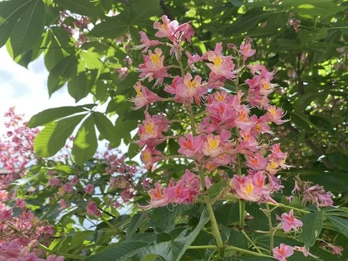 3 Underused Native Understory Trees — Blooms to Bees