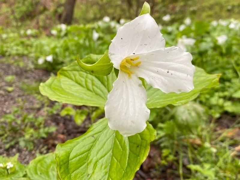 Native Trillium for Woodland Shade Gardens — Blooms to Bees