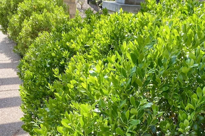 Plant Native Holly for Winter Color — Blooms to Bees