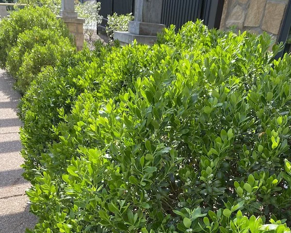 Short Native Shrubs for Foundation Plantings — Blooms to Bees