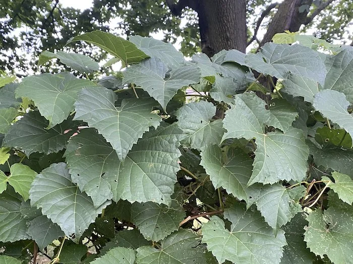 Wild grapes: an edible native perennial...weed? — Blooms to Bees