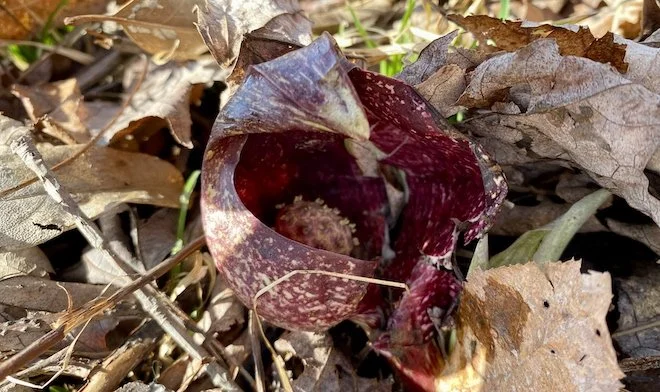 A Skunk Cabbage Patch — Blooms to Bees