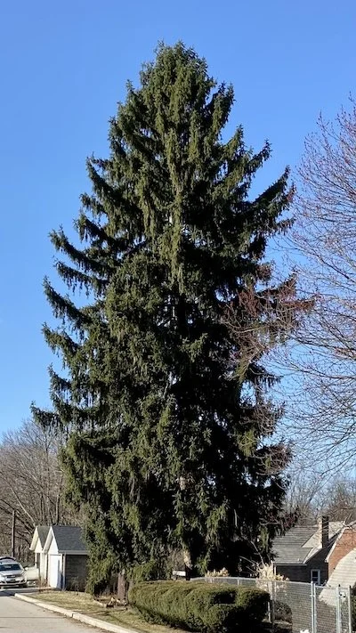 Native Spruce for the Northeast — Blooms to Bees