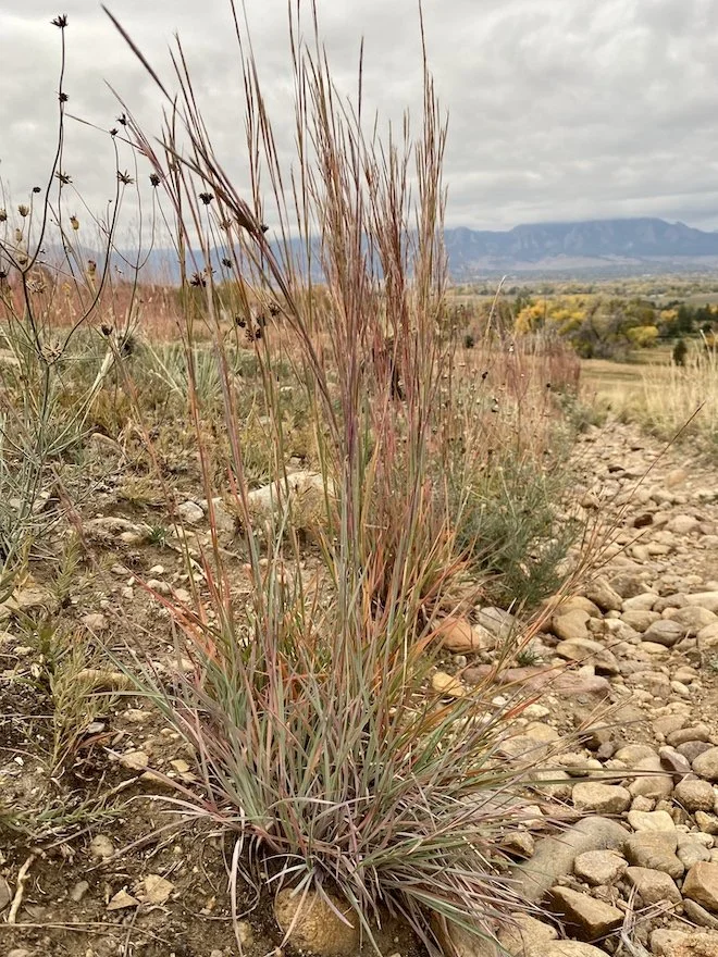 Big and Little Bluestem Grasses — Blooms to Bees